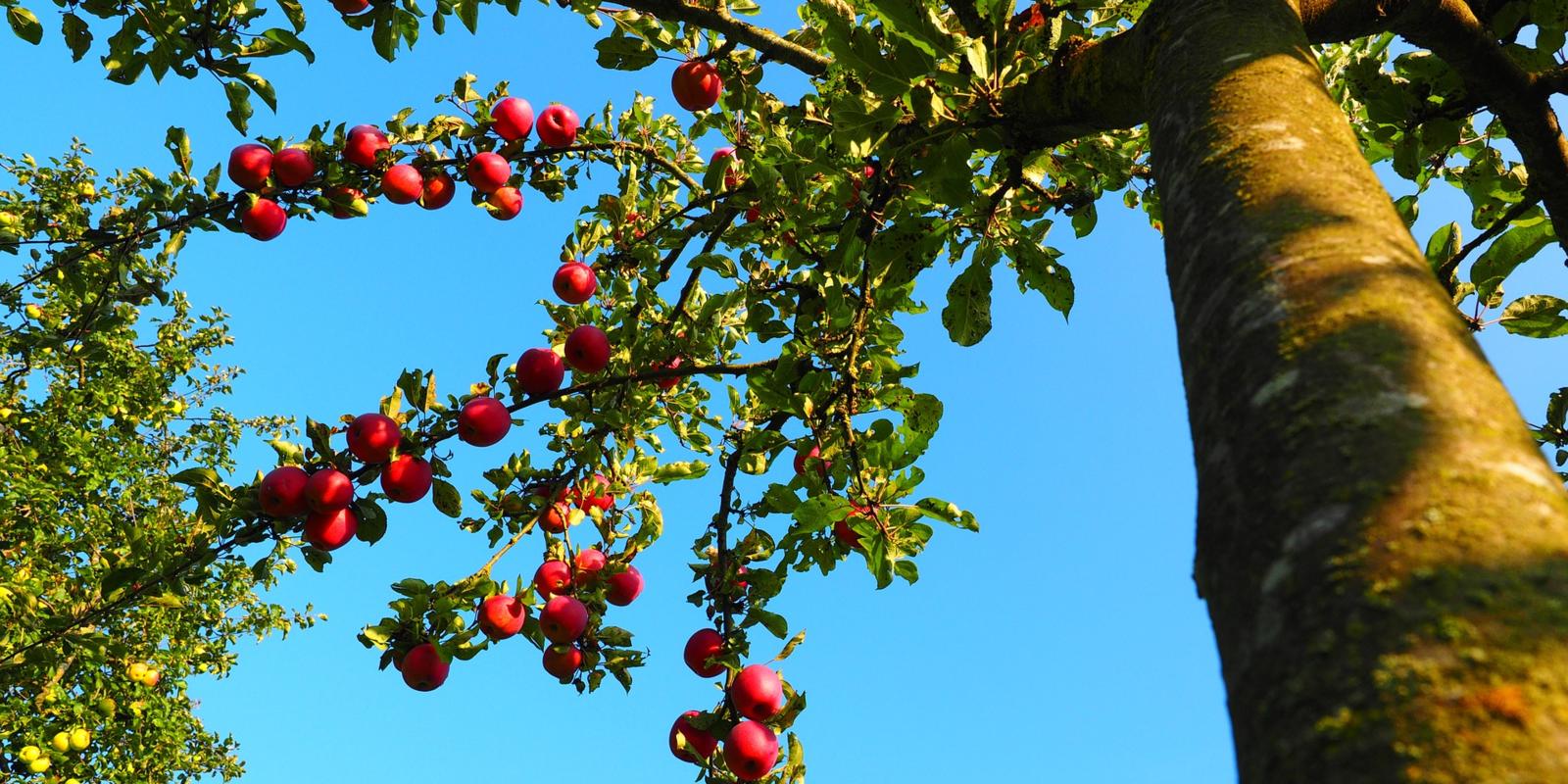 Wanneer en hoe appelboom snoeien - Slimster