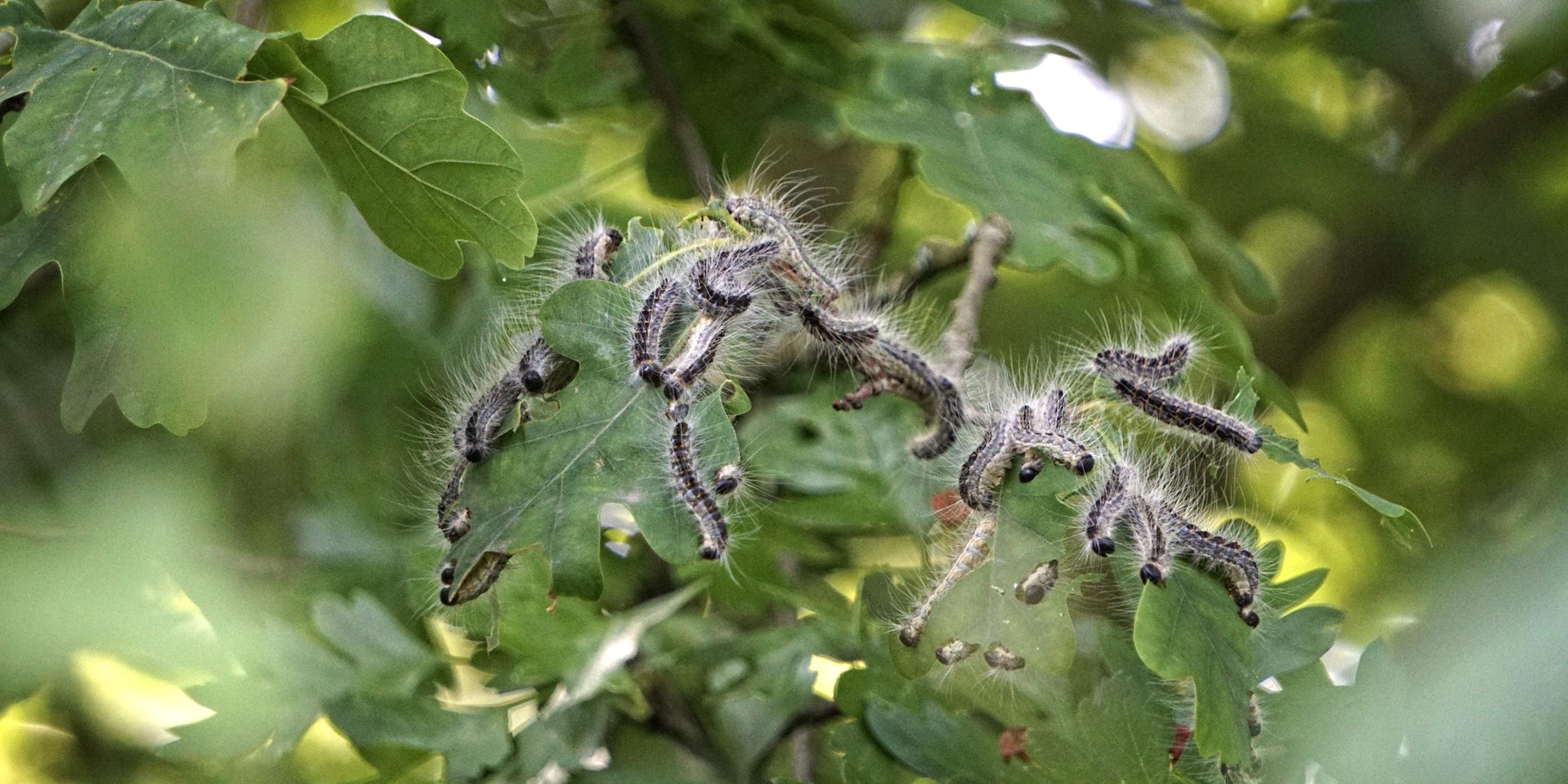 Processierups bestrijden: hoe processierups klachten verhelpen? - Slimster