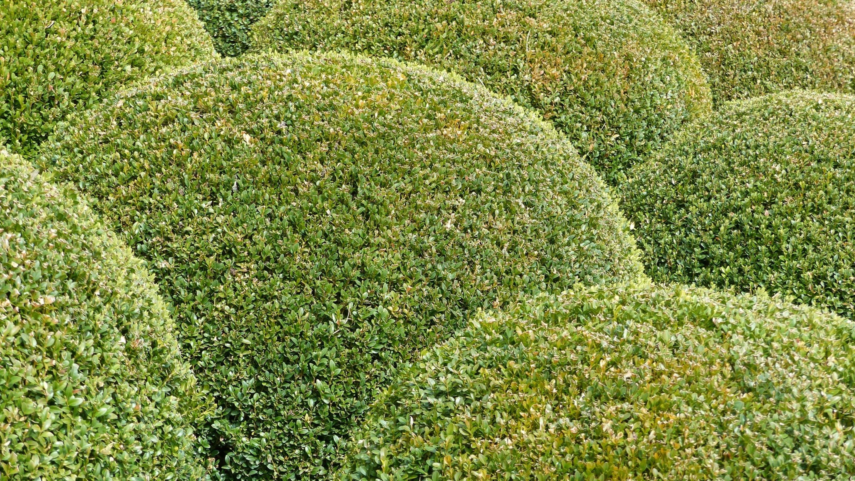 Hoe buxus snoeien & problemen oplossen? → Buxus verzorgen - Slimster