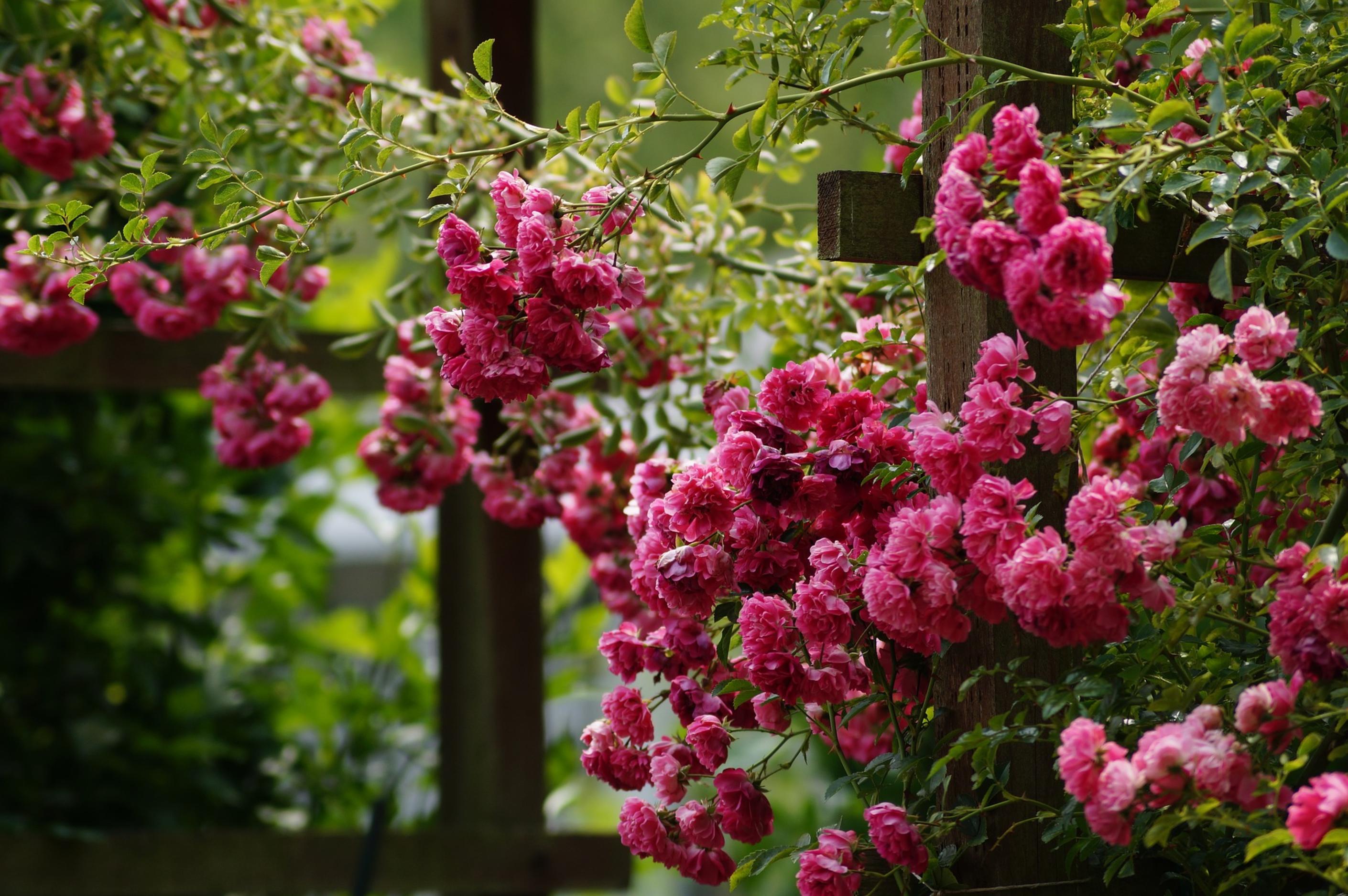 Hoe rozen snoeien? Tips over snoeien & bemesten - Slimster