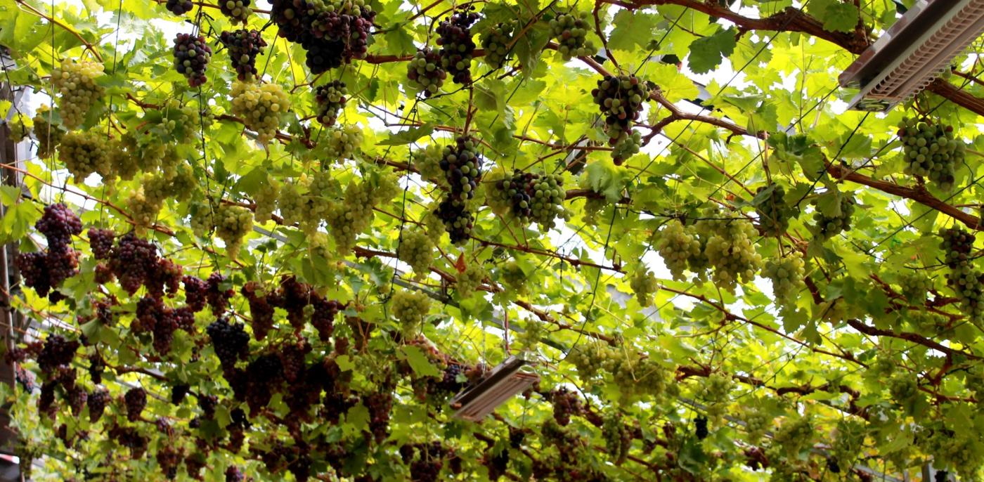 Druif snoeien? Druivenplant verzorgen: hoe doe je dat? - Slimster