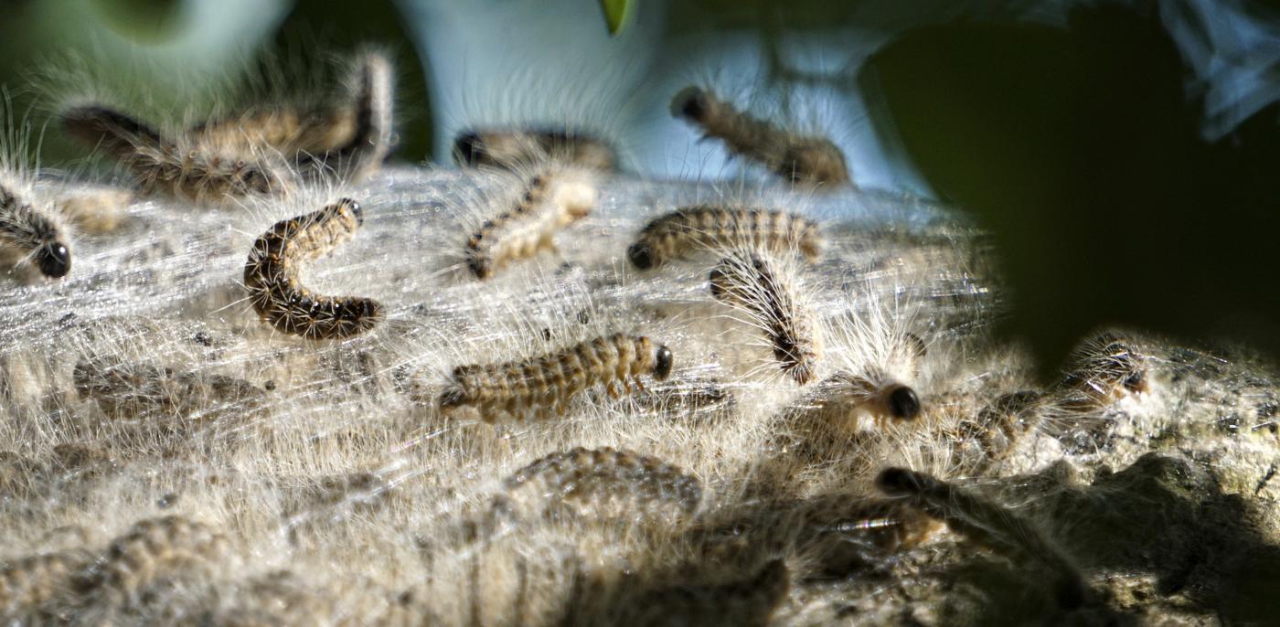 Processierups bestrijden: hoe processierups klachten verhelpen? - Slimster