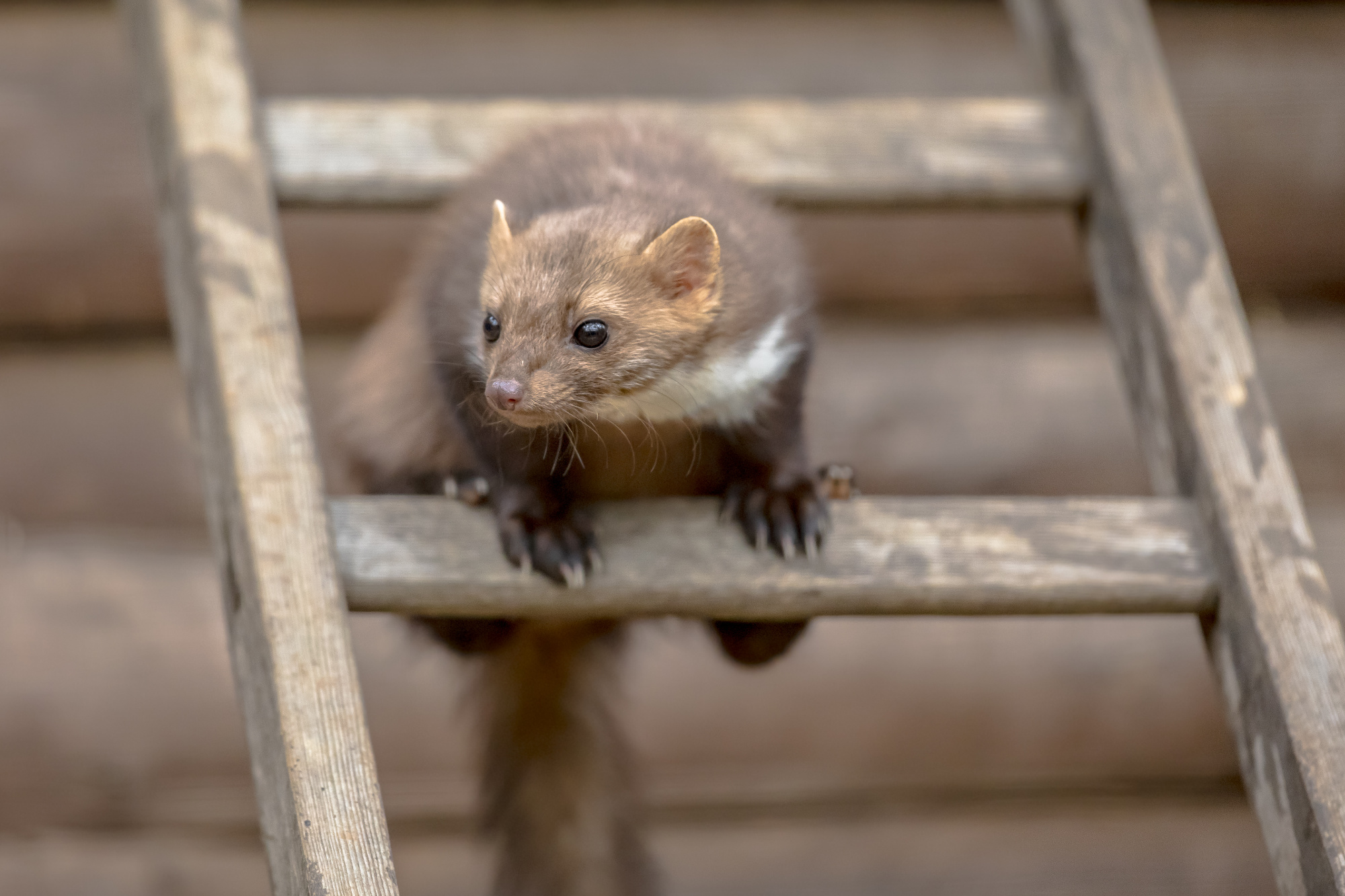 Steenmarter in huis? → Steenmarter verjagen + voorkomen - Slimster